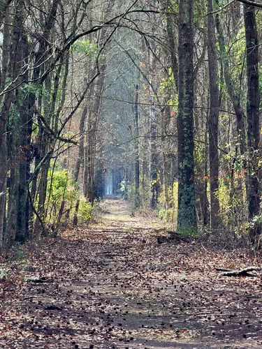 Best Forest Trails in Sumter | AllTrails