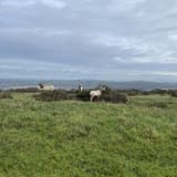 Tomales Point Trail, California - 6,256 Reviews, Map | AllTrails