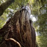 Karapoti Northern Rata Tree Track, Wellington, New Zealand - 30 Reviews ...