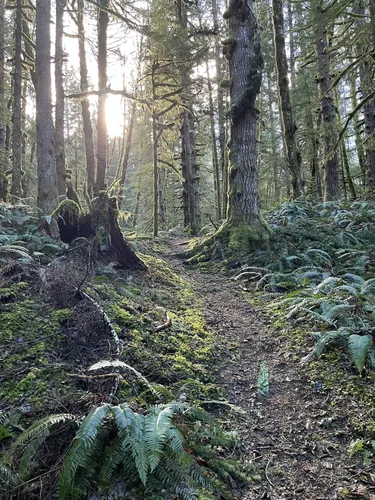 Best Hikes and Trails in Clatsop State Forest | AllTrails