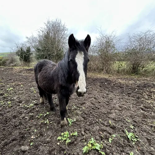 Best Walking Trails in Tinahely | AllTrails