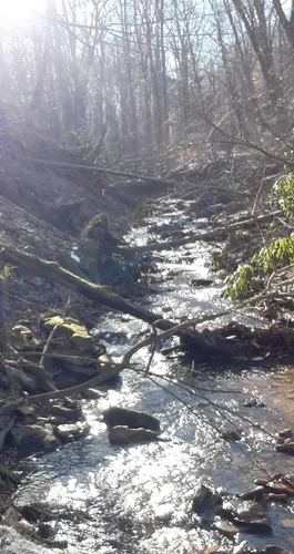 Best Trail Running Trails in Forbes State Forest | AllTrails