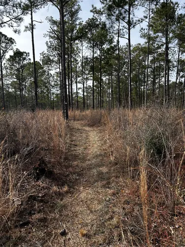 Best Hikes and Trails in Tuskegee National Forest | AllTrails