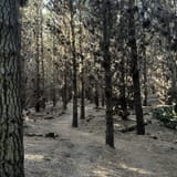 Bottle Lake Forest Blue Track, Canterbury, New Zealand - 324 Reviews ...