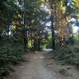 Bottle Lake Forest Blue Track, Canterbury, New Zealand - 324 Reviews ...
