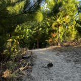 Bottle Lake Forest Blue Track, Canterbury, New Zealand - 324 Reviews ...