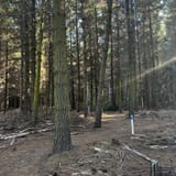 Bottle Lake Forest Blue Track, Canterbury, New Zealand - 324 Reviews ...