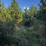 Bottle Lake Forest Blue Track, Canterbury, New Zealand - 238 Reviews ...