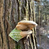 Sprague Brook Park Trail, New York - 1,290 Reviews, Map | AllTrails