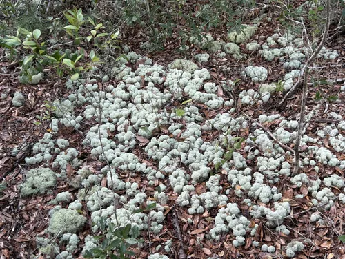 Best Hikes and Trails in Ross Prairie State Forest | AllTrails