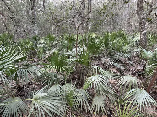 Best Hikes and Trails in Ross Prairie State Forest | AllTrails