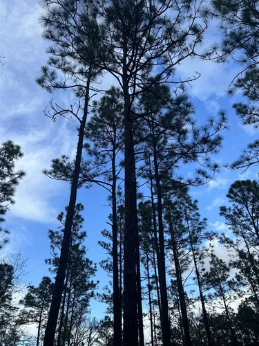 Best Hikes and Trails in Ross Prairie State Forest | AllTrails