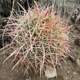 Fossil Ridge Loop, Nevada - 722 Reviews, Map | AllTrails