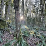 Big Tree Ridge Trail, Washington - 615 Reviews, Map | AllTrails