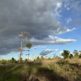 Lost Pines Trail, Texas - 671 Reviews, Map | AllTrails