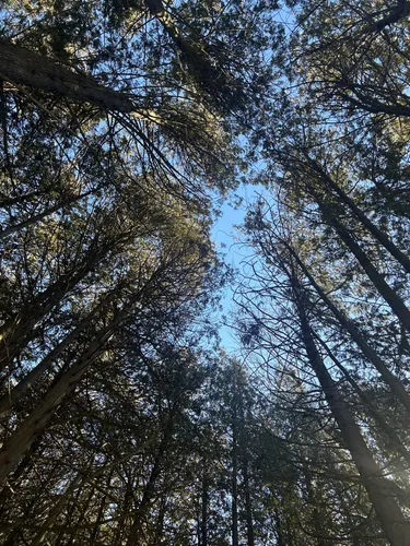 Best Hikes and Trails in Emily Provincial Park | AllTrails