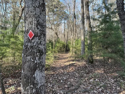 Best Hikes and Trails in Santa Fe River Preserve | AllTrails