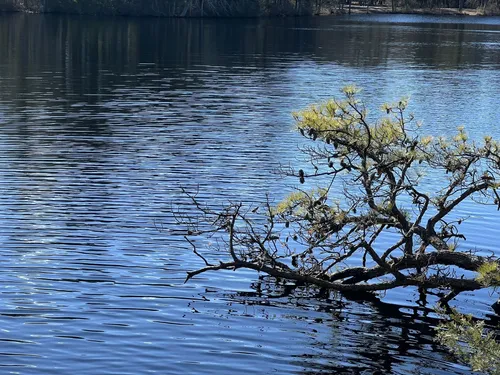 Best Hikes and Trails in Belleplain State Forest | AllTrails