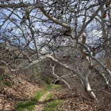 Two Trees Trail, California - 1,309 Reviews, Map | AllTrails