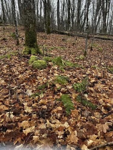 Best Hikes and Trails in Flambeau River State Forest | AllTrails