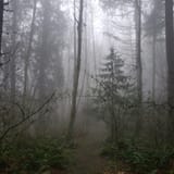 Forest Park Ridge Trail, Oregon - 1,233 Reviews, Map | AllTrails