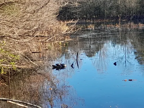 Best Hikes and Trails in Sheldon Lake State Park and Environmental ...