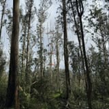 Mount Sutro Loop, California - 2,445 Reviews, Map | AllTrails