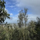 Mount Sutro Loop, California - 2,445 Reviews, Map | AllTrails