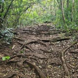 Judd Trail, Oahu, Hawaii - 2,458 Reviews, Map | AllTrails