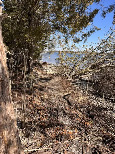 Best Hikes and Trails in Myrtle Point Park | AllTrails