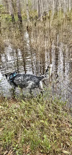 Best Long Trails in Green Swamp Wildlife Management Area | AllTrails
