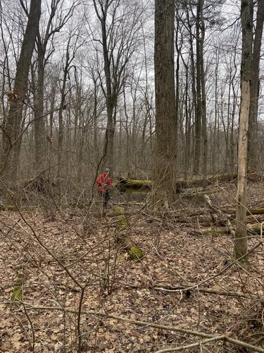 Best Easy Trails in Backus Woods | AllTrails