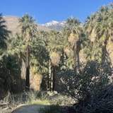 Palm Canyon Trail, California - 1,277 Reviews, Map | AllTrails