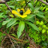 Brevard Zoo Linear Park Trail, Florida - 831 Reviews, Map | AllTrails