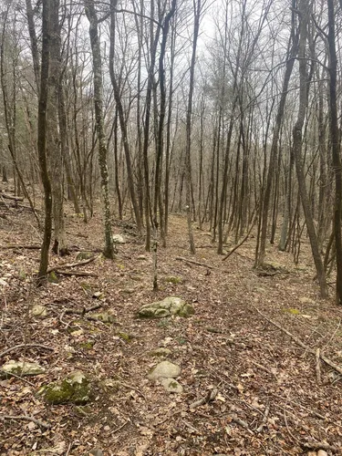 Best Hikes and Trails in Crane Swamp Conservation Area | AllTrails