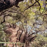 Pickett Trail, Texas - 656 Reviews, Map | AllTrails