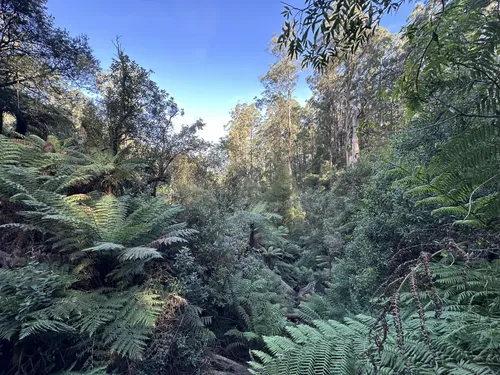 10 Best Trails and Hikes in Melbourne | AllTrails