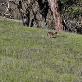 Redtail Loop to Arastradero Creek Loop, California - 1,868 Reviews, Map ...