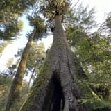 Cathedral Tree Trail, Oregon - 986 Reviews, Map | AllTrails