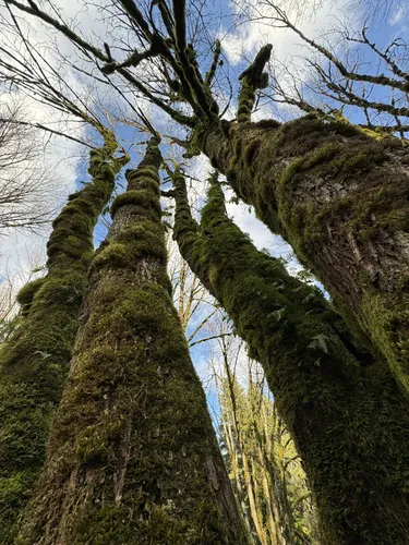 Best Walking Trails in Tynehead Regional Park | AllTrails