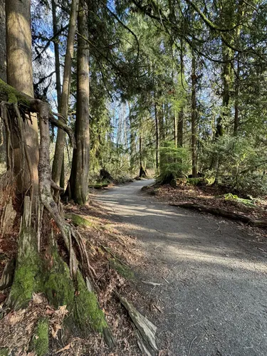 Best Walking Trails in Tynehead Regional Park | AllTrails