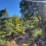 Madera Canyon Nature Trail, Arizona - 1,115 Reviews, Map | AllTrails
