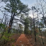 Buck Ridge Trail, Pennsylvania - 134 Reviews, Map | AllTrails