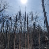 Gull Point Trail, Pennsylvania - 249 Reviews, Map | AllTrails