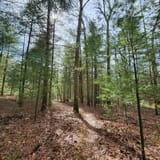 Buck Ridge Trail, Pennsylvania - 144 Reviews, Map | AllTrails