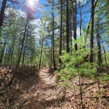 Buck Ridge Trail, Pennsylvania - 144 Reviews, Map | AllTrails