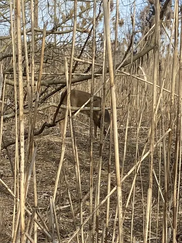 Best Hikes and Trails in Tifft Nature Preserve | AllTrails