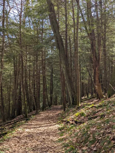 Best Camping Trails in Cook Forest State Park | AllTrails