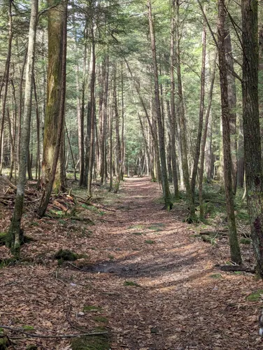 Best Camping Trails in Cook Forest State Park | AllTrails