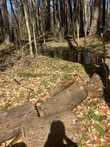 Ushers Road State Forest: de beste routes om te wandelen | AllTrails